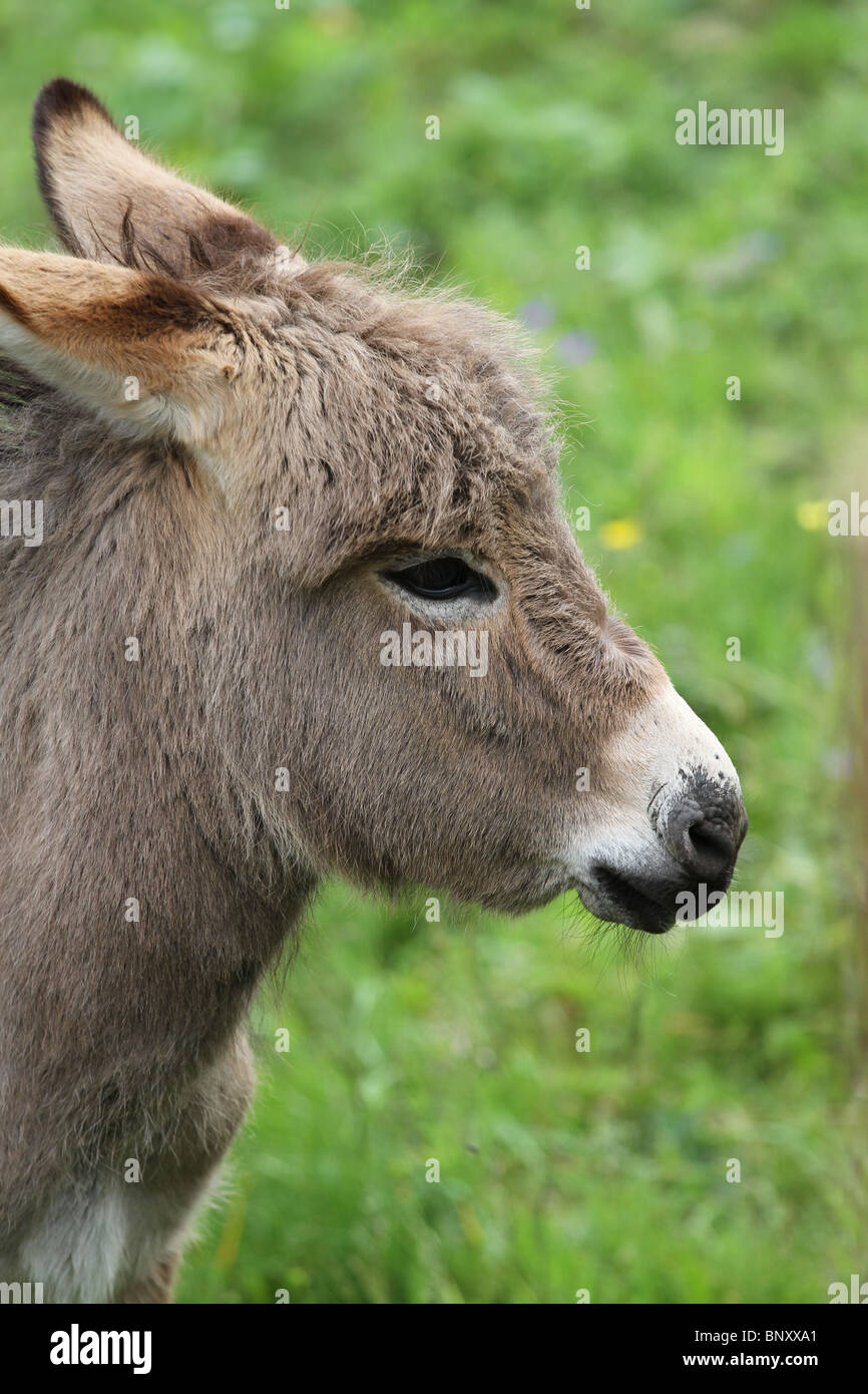 A small donkey Stock Photo - Alamy
