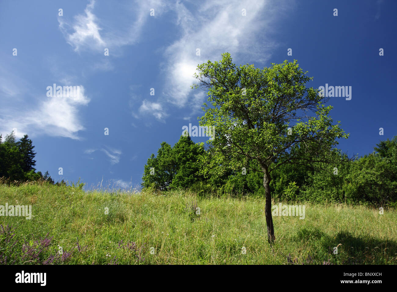Tree in countryside Stock Photo - Alamy