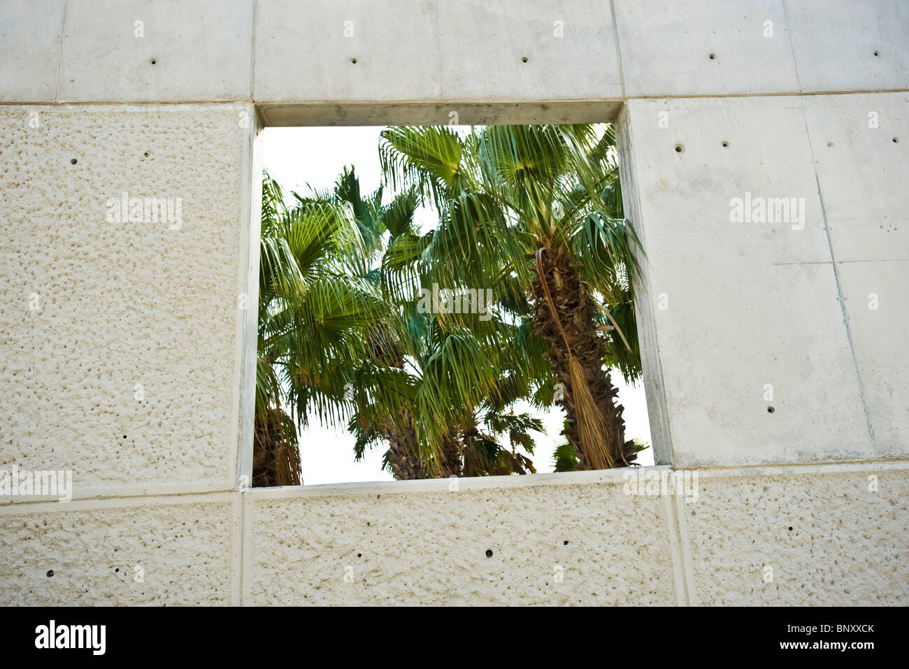 Tree seen from below in hi-res stock photography and images - Alamy
