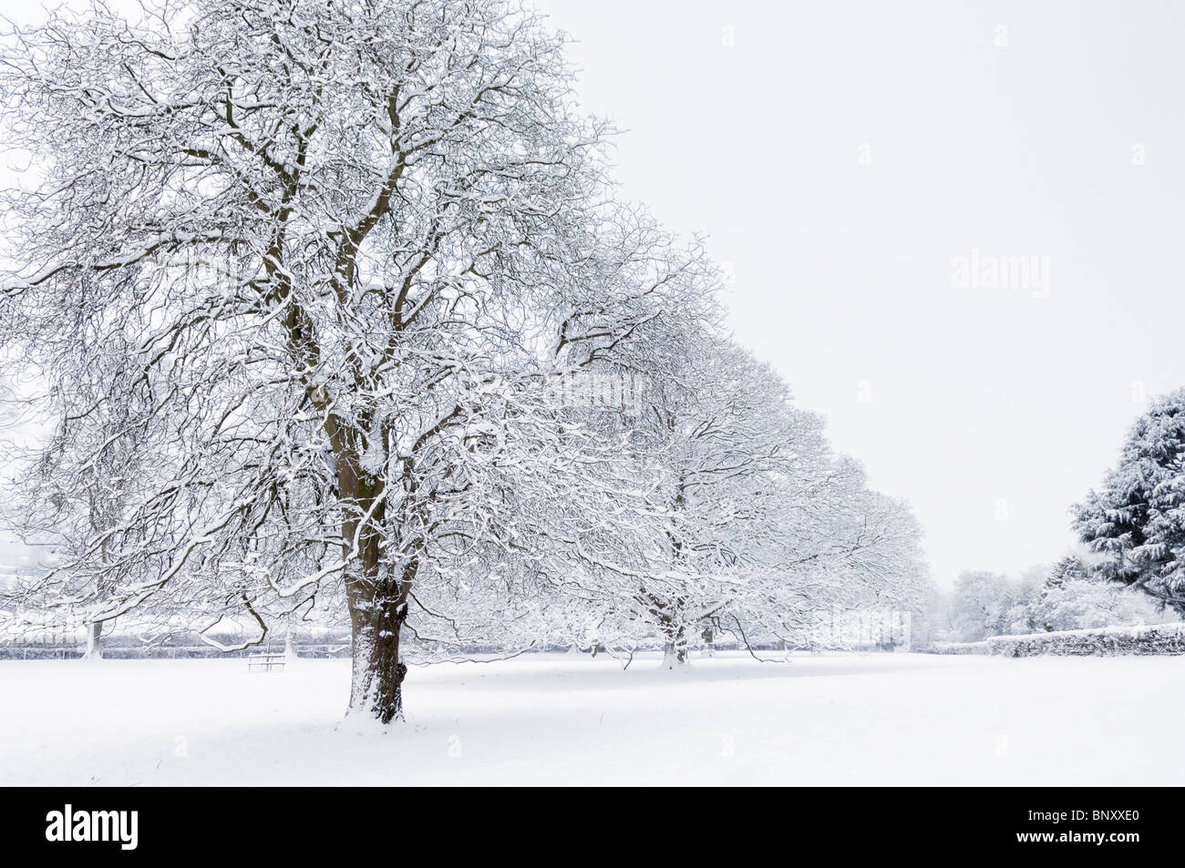 Trees in the countryside after overnight snow. Wrington, Somerset ...