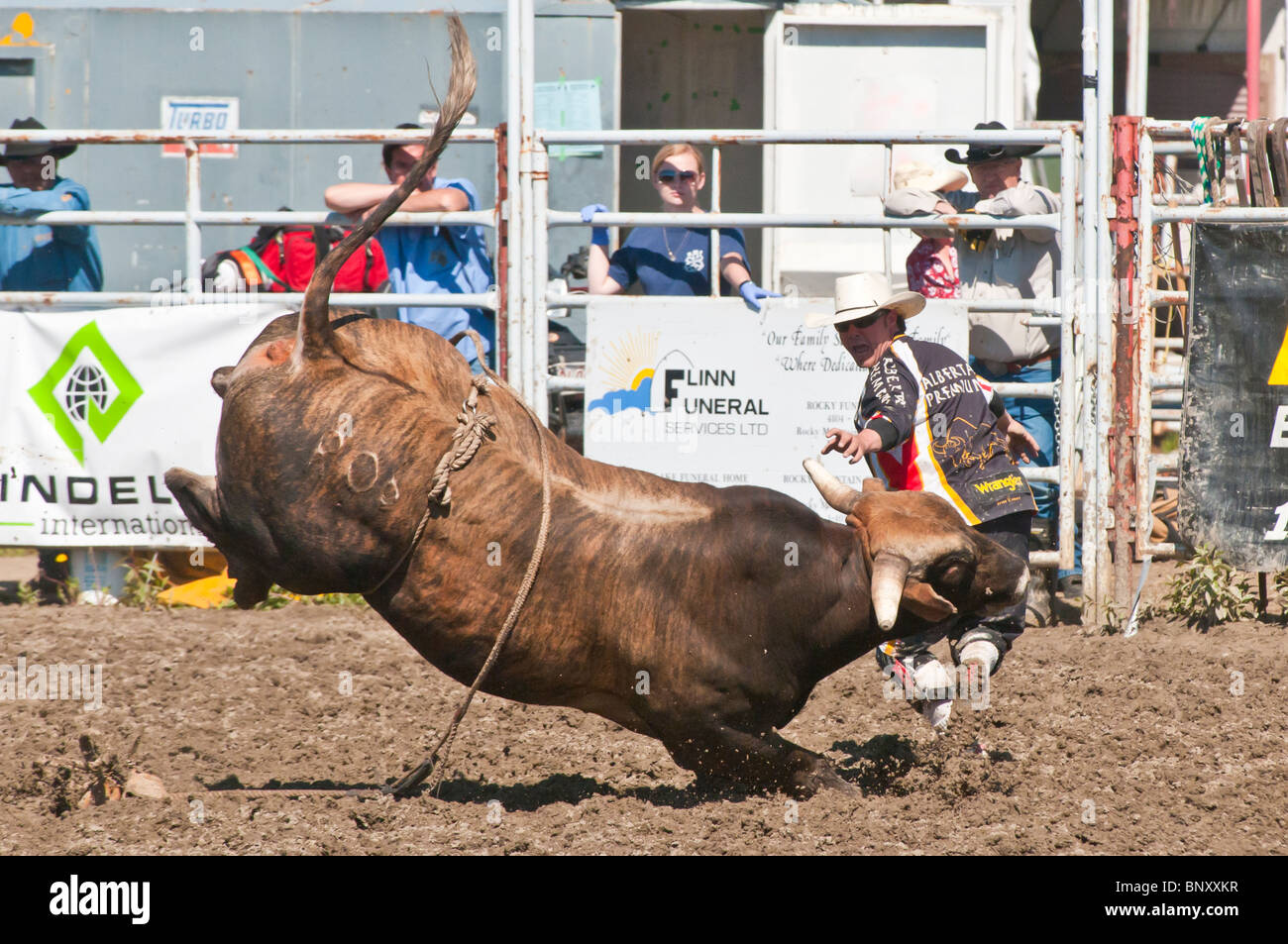 Bull chasing a rodeo clown after throwing its rider, Rocky Mountain ...