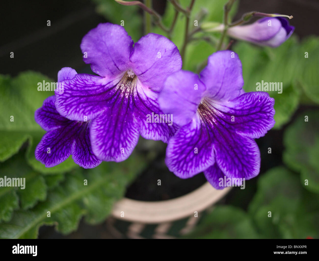 Cape primrose flower, (Streptocarpus Stock Photo - Alamy