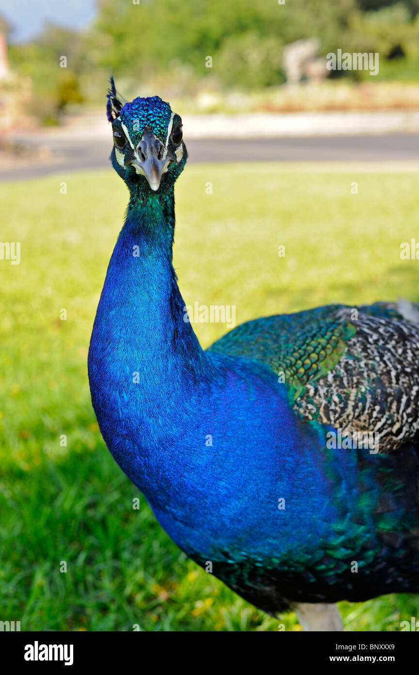 Standing peacock hi-res stock photography and images - Alamy