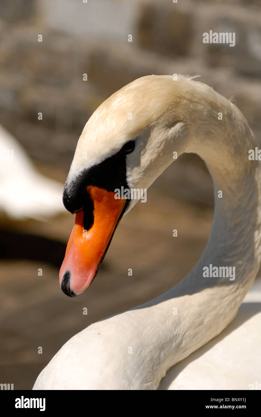 Portrait of a Swan Stock Photo - Alamy