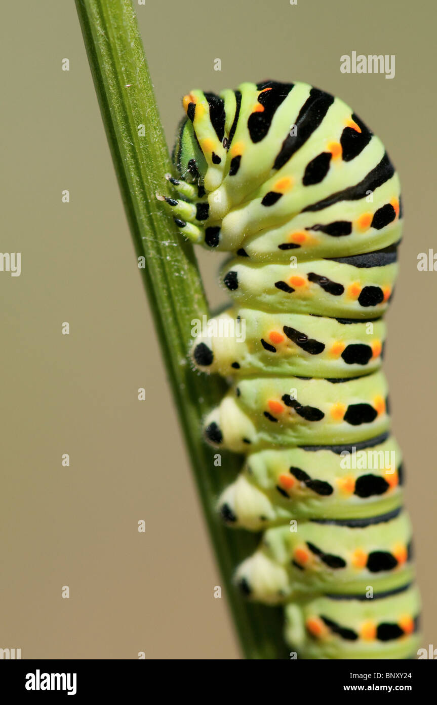British Swallowtail caterpillar Stock Photo - Alamy