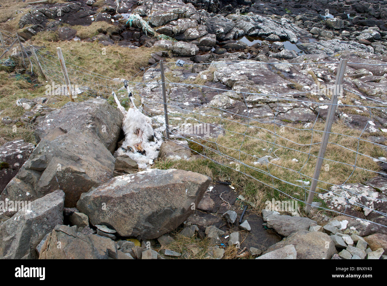 A fallen deceased sheep, Ardnamurchan Point, Scotland, UK Stock Photo ...