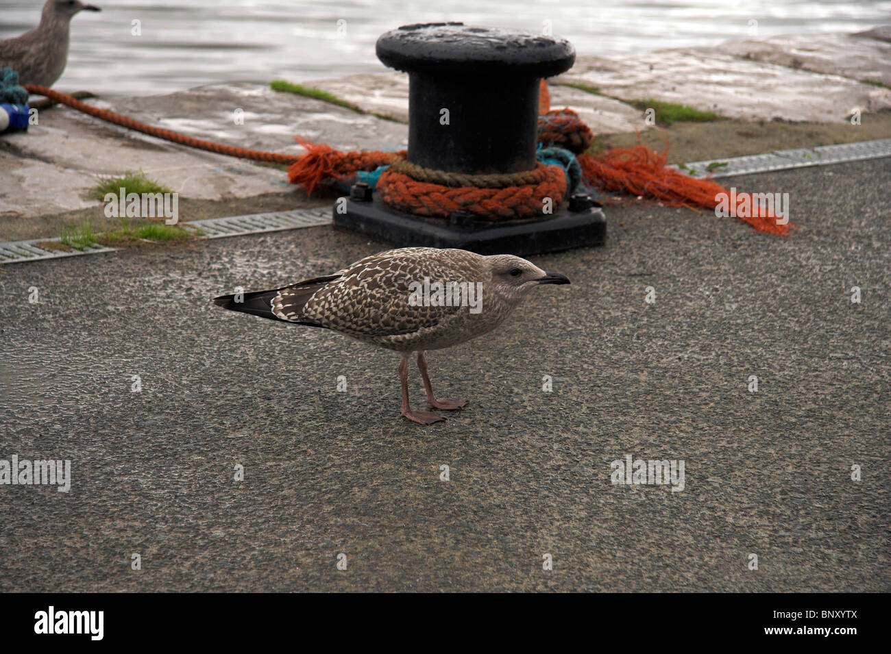 Young seagull on the quayside, Conwy, North Wales, UK Stock Photo - Alamy