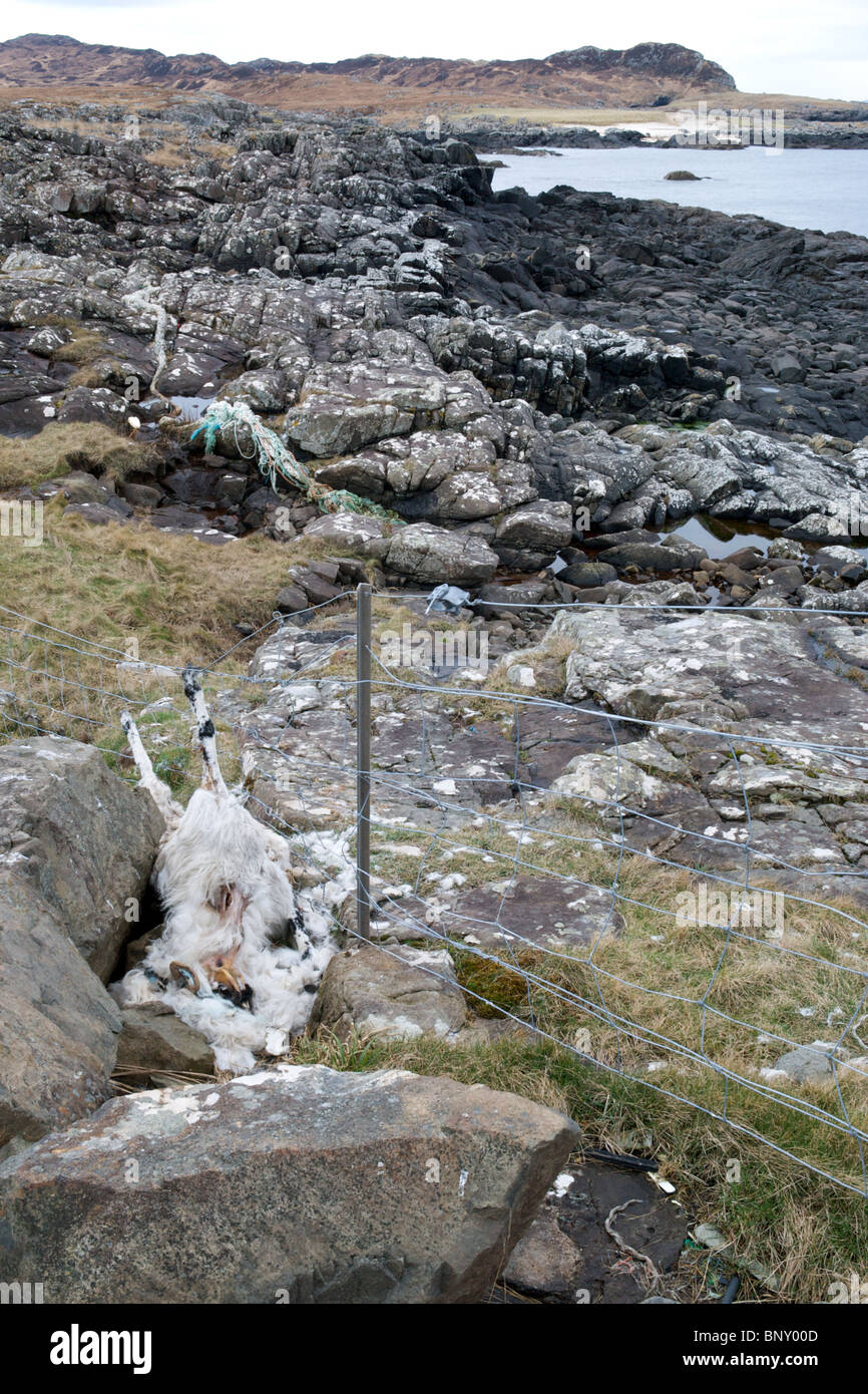 A fallen deceased sheep, Ardnamurchan Point, Scotland, UK Stock Photo ...
