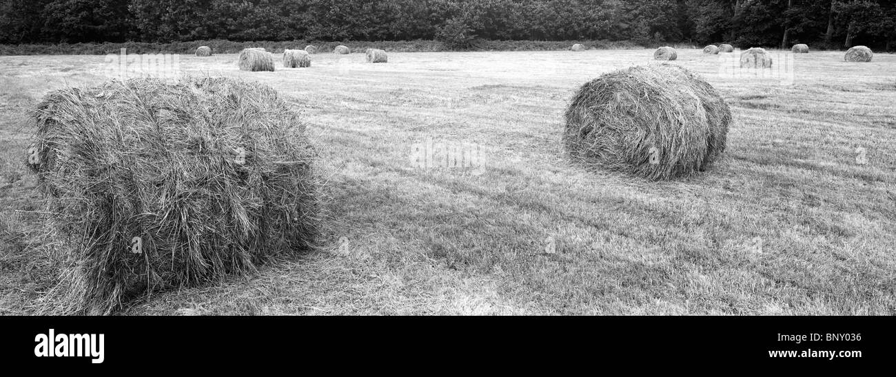 Black and white panoramic picture of round hay bales lying in a farm ...