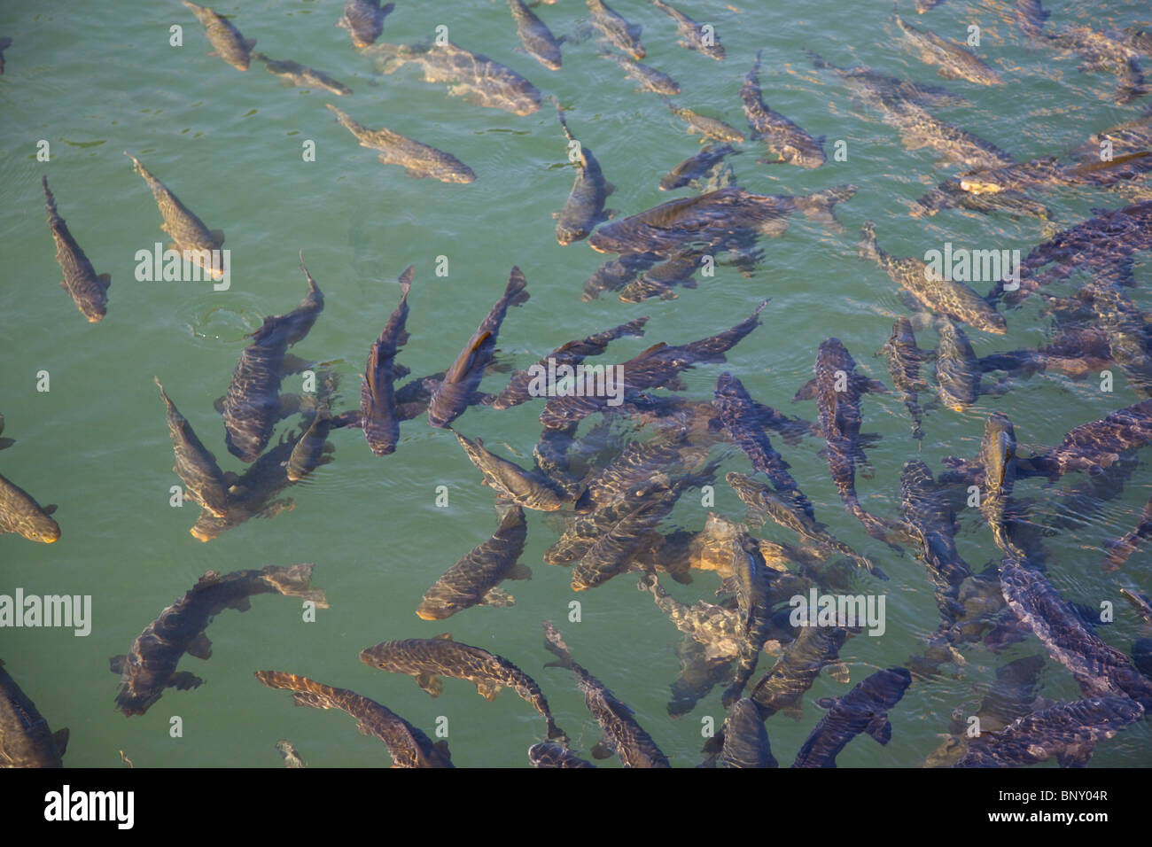 Pool urfa fish hi-res stock photography and images - Alamy