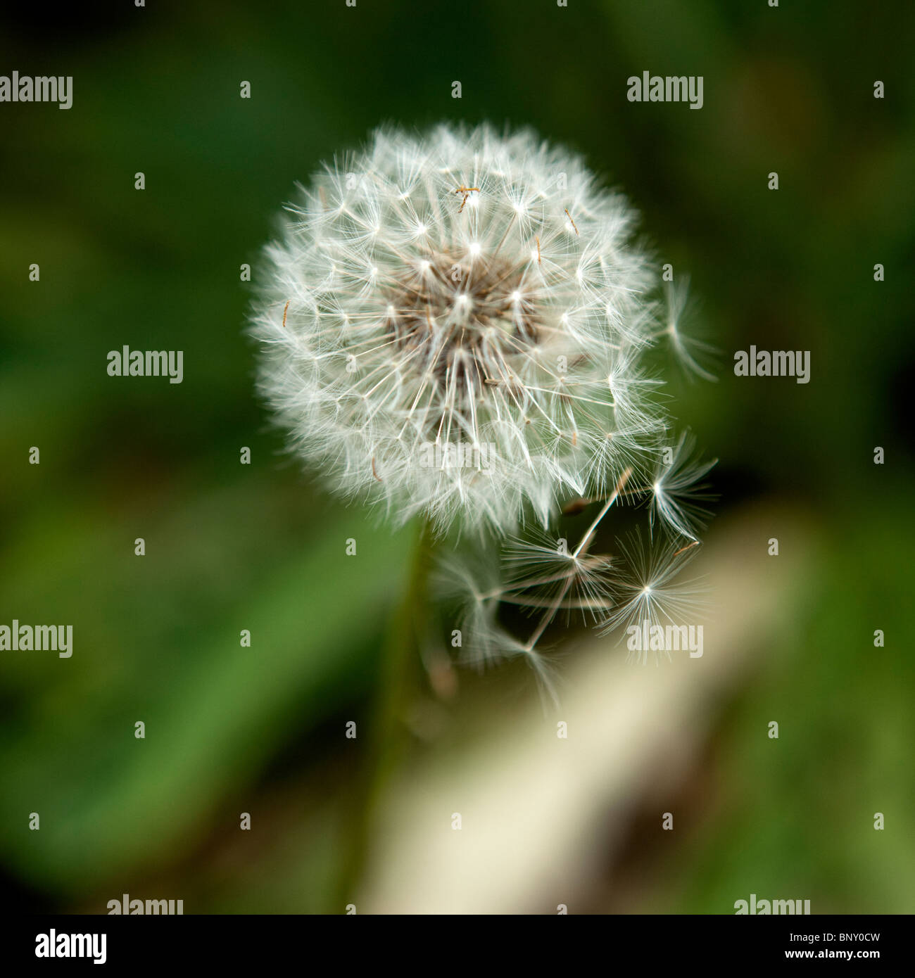 Dandelion Seeds Blow in Wind Stock Photo - Alamy