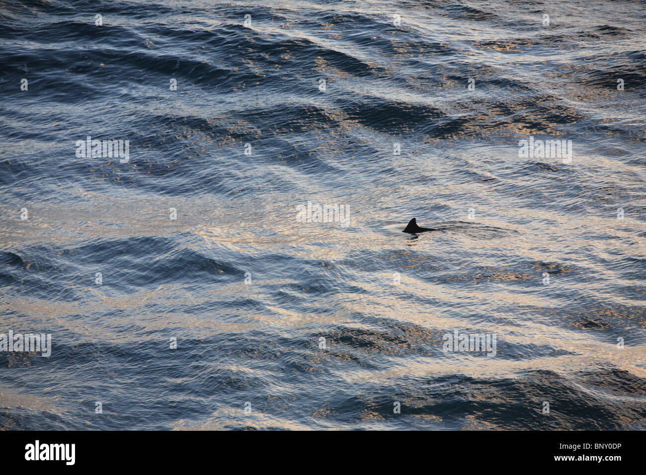Fingal Head, NSW North Coast, Australia Stock Photo - Alamy