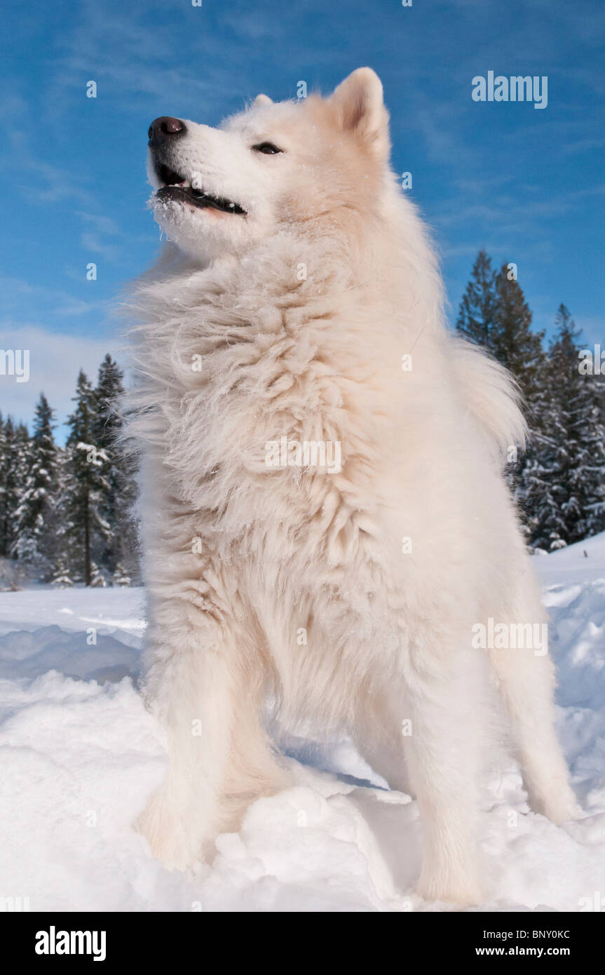 Samoyed dog, bjelkier, in the snow Stock Photo - Alamy
