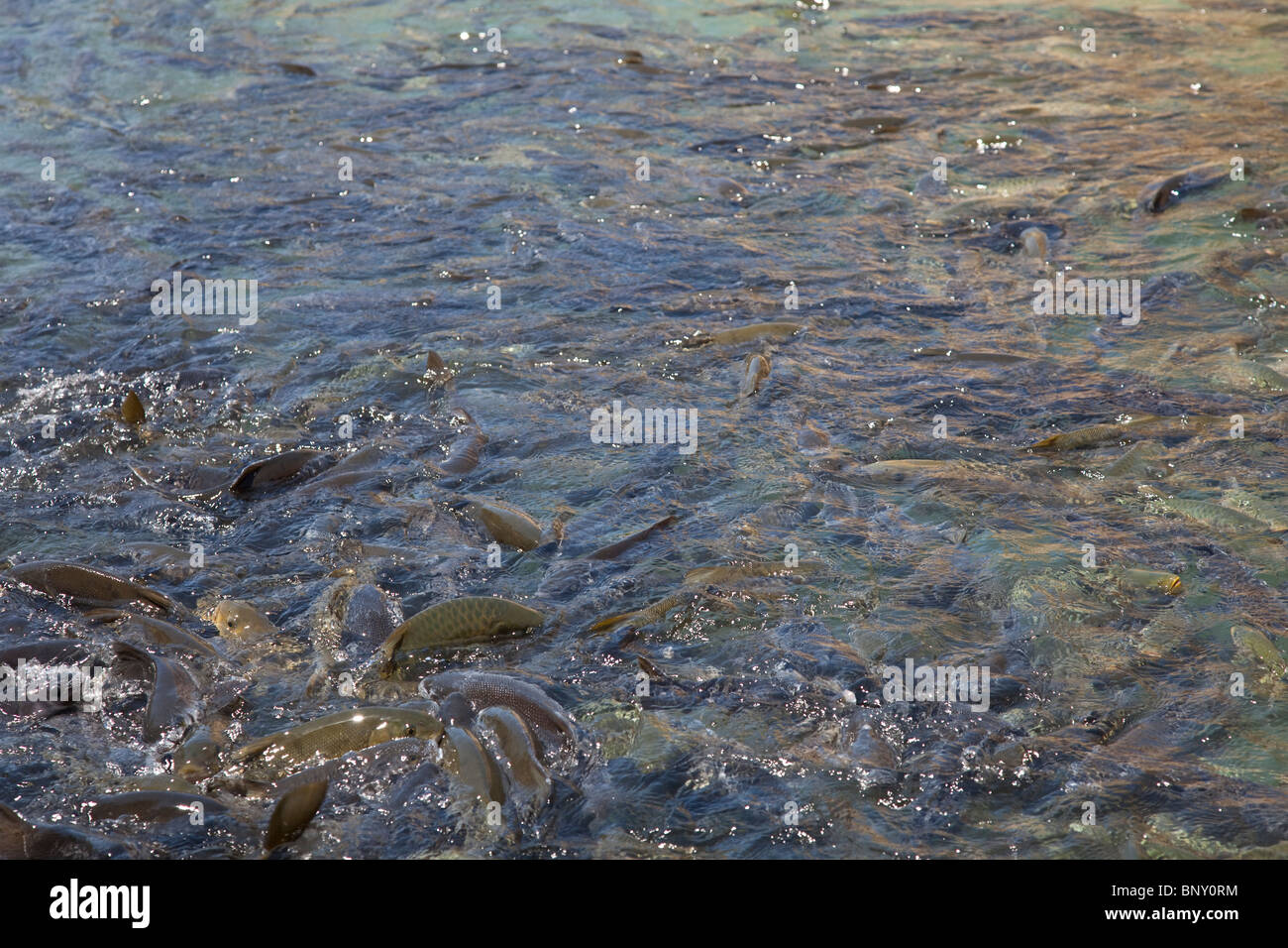 Pool of Abraham or Balikli Gol in Sanliurfa or Urfa, Turkey Stock Photo ...