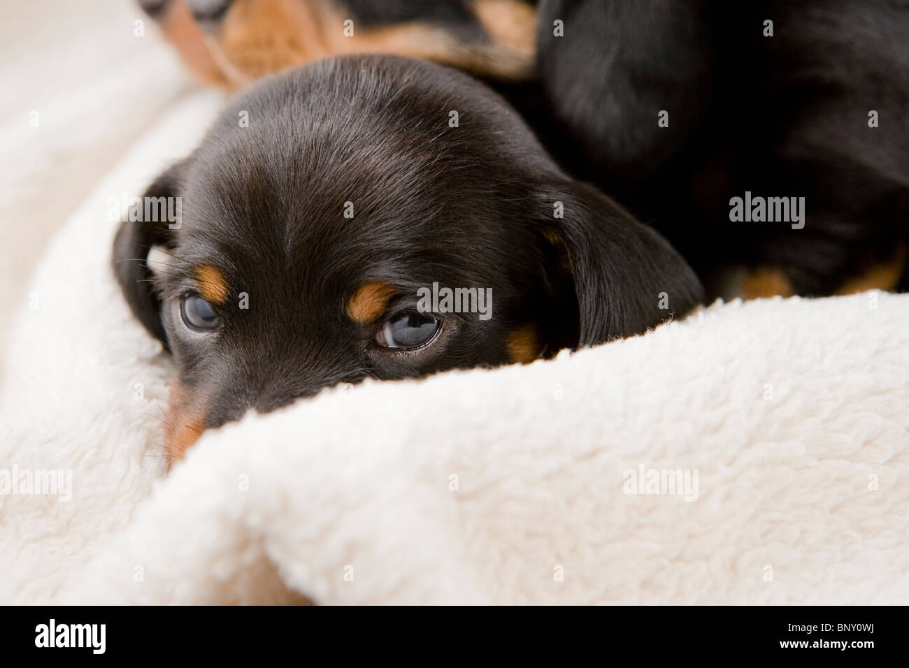 A sleepy puppy looking cute Stock Photo - Alamy