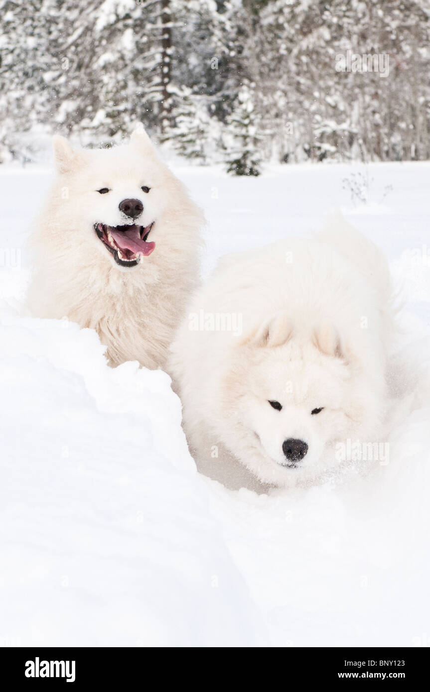 Samoyed Puppies In Snow