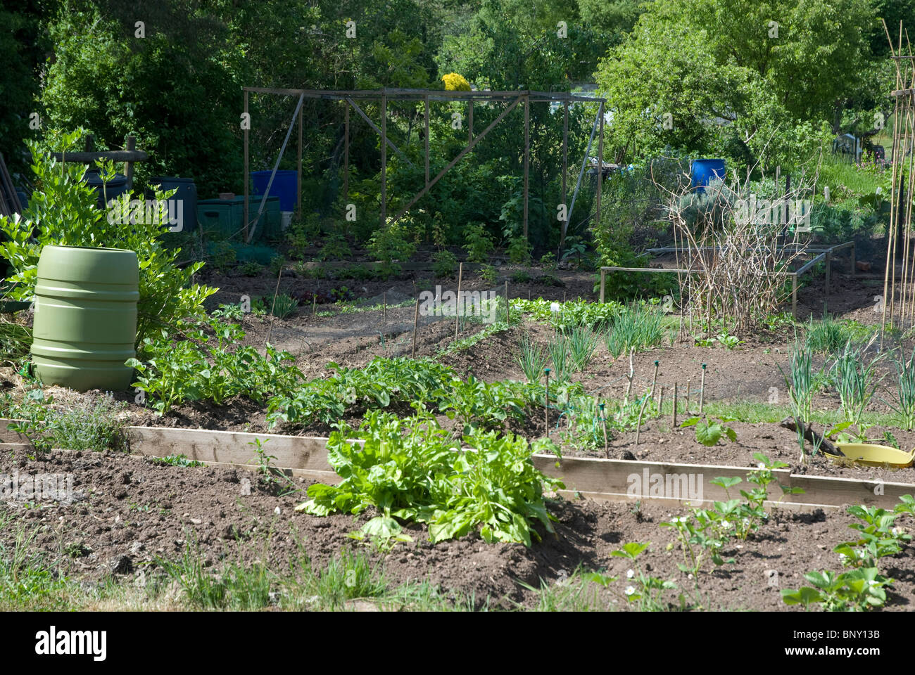 Vegetables growing on an allotment in the Bishops Palace Gardens Wells ...