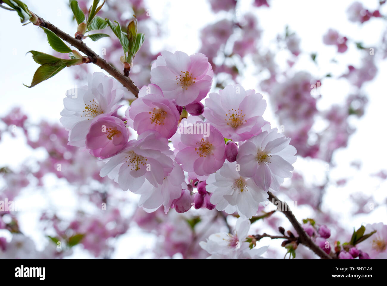 Pink blossom cluster hi-res stock photography and images - Alamy