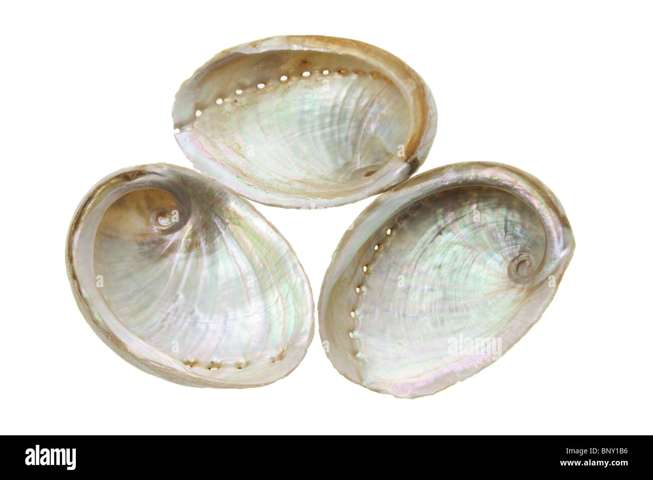 Souvenir seashells hi-res stock photography and images - Alamy