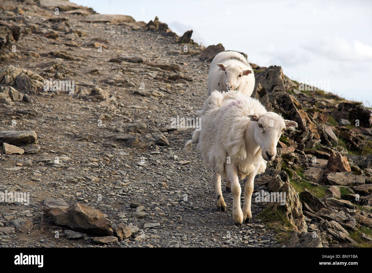 Sheep, Mount Snowdon, Snowdonia National Park, North Wales, UK Stock ...