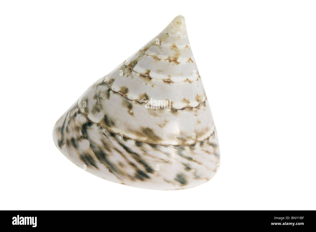 Cone shaped shell hi-res stock photography and images - Alamy