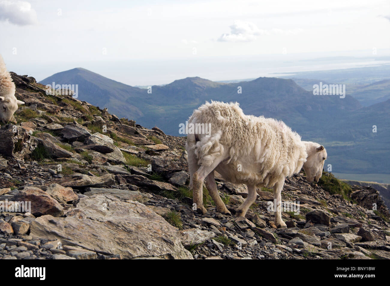 Sheep, Mount Snowdon, Snowdonia National Park, North Wales, UK Stock ...