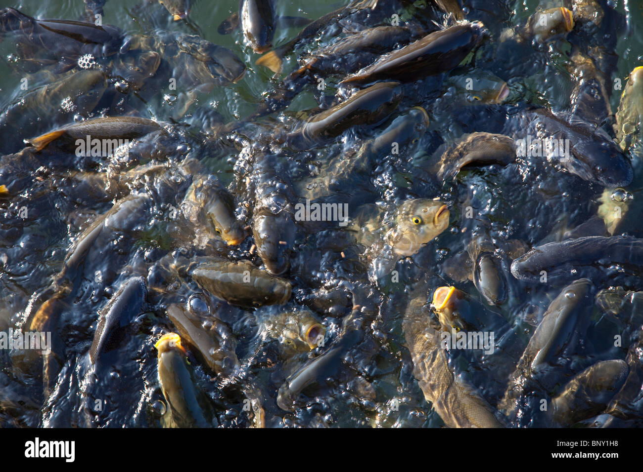 Pool of Abraham or Balikli Gol in Sanliurfa or Urfa, Turkey Stock Photo ...