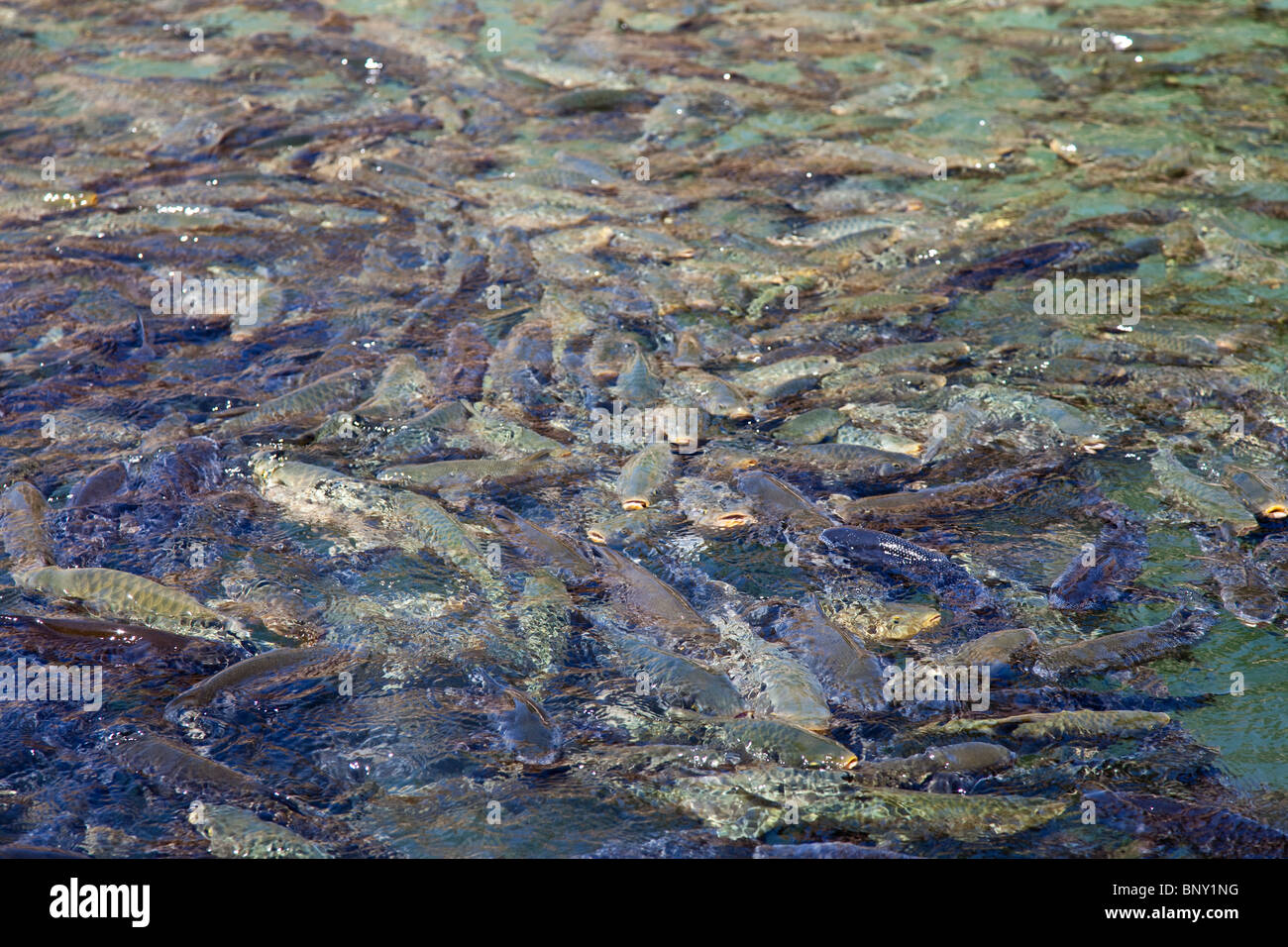 Pool of Abraham or Balikli Gol in Sanliurfa or Urfa, Turkey Stock Photo ...