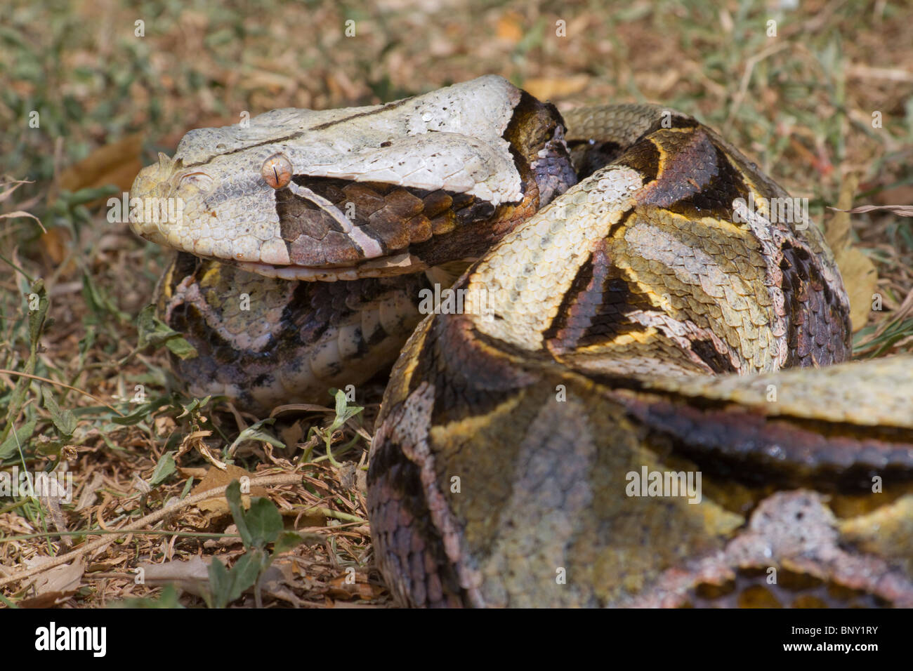 Gaboon viper (Bitis gabonica) portrait, western Kenya Stock Photo - Alamy
