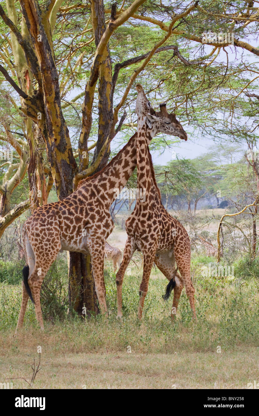 Giraffes Playing