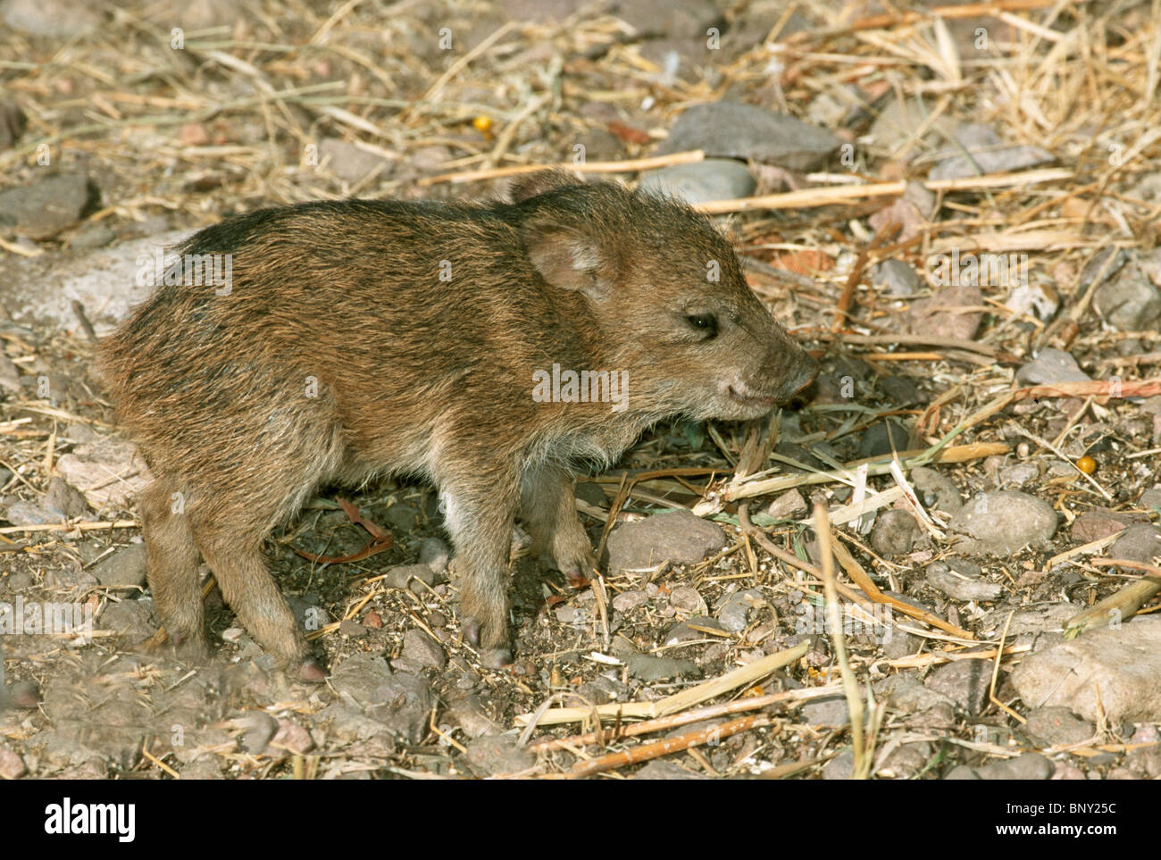 Group collared peccary musk hog hi-res stock photography and images - Alamy