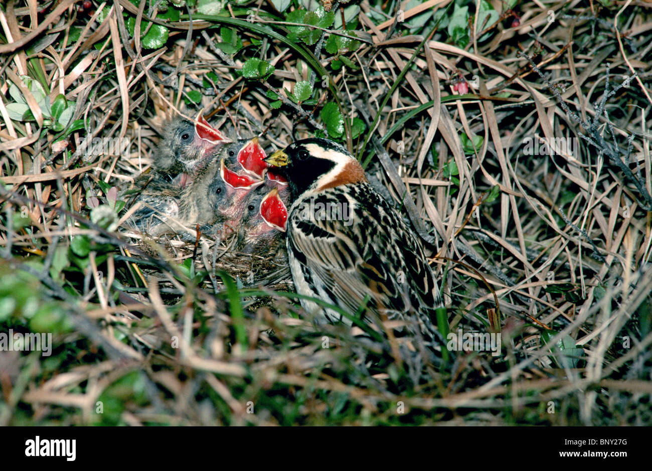 Lapland Longspur Adult male at nest feeding young Stock Photo - Alamy
