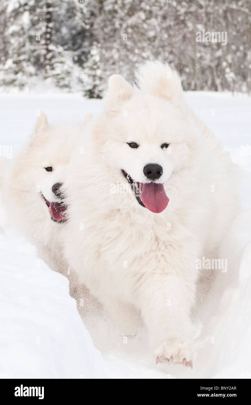 Samoyed dogs hi-res stock photography and images - Alamy