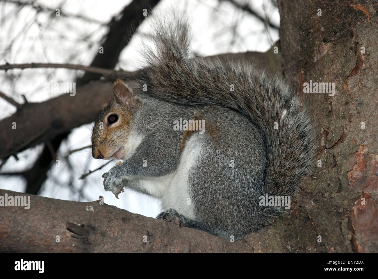 Lively squirrel hi-res stock photography and images - Alamy