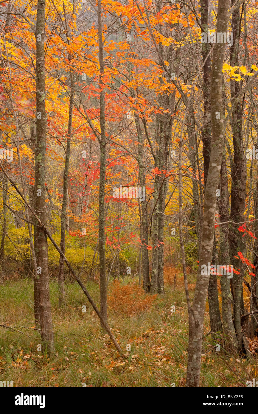 Sugar Maple Trees, Sieur De Monts, Acadia National Park, Maine, USA ...