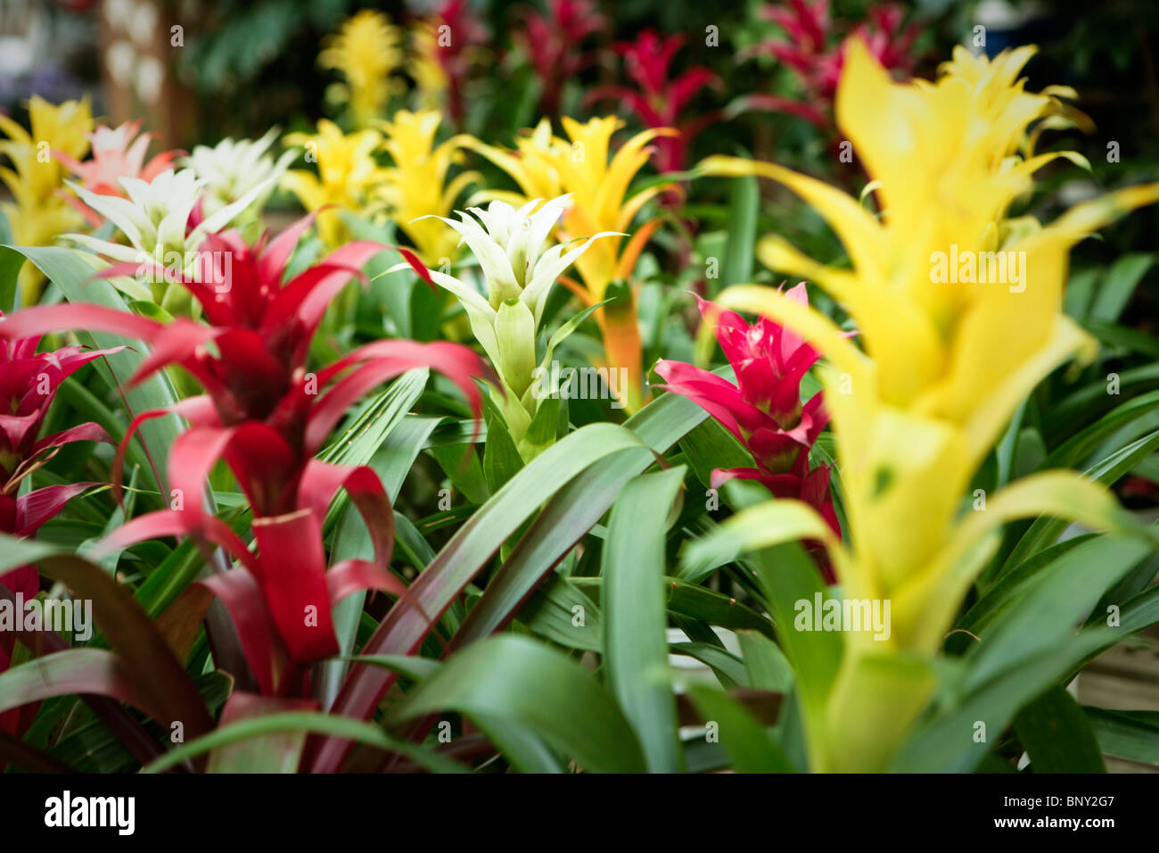 Bromeliads houseplant hi-res stock photography and images - Alamy