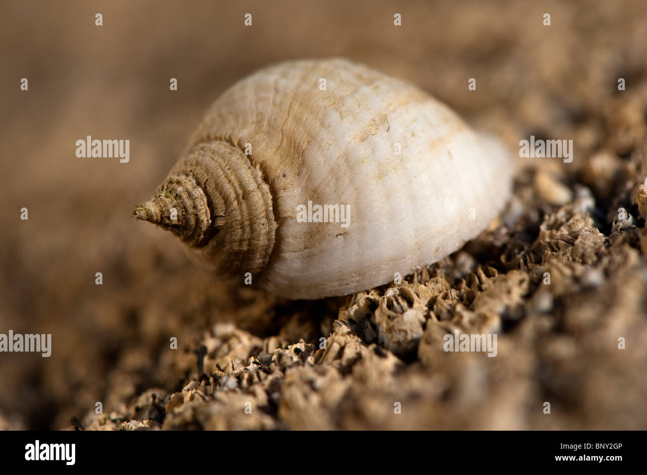 Nucella lapillus hi-res stock photography and images - Alamy