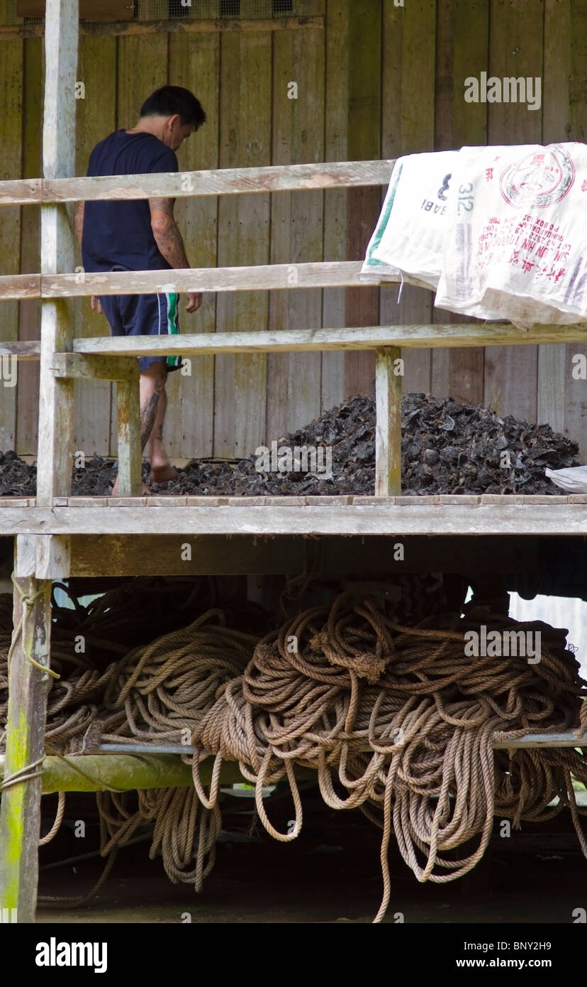 Edible nest swiftlet nest processing plant. Ropes used for climbing to ...