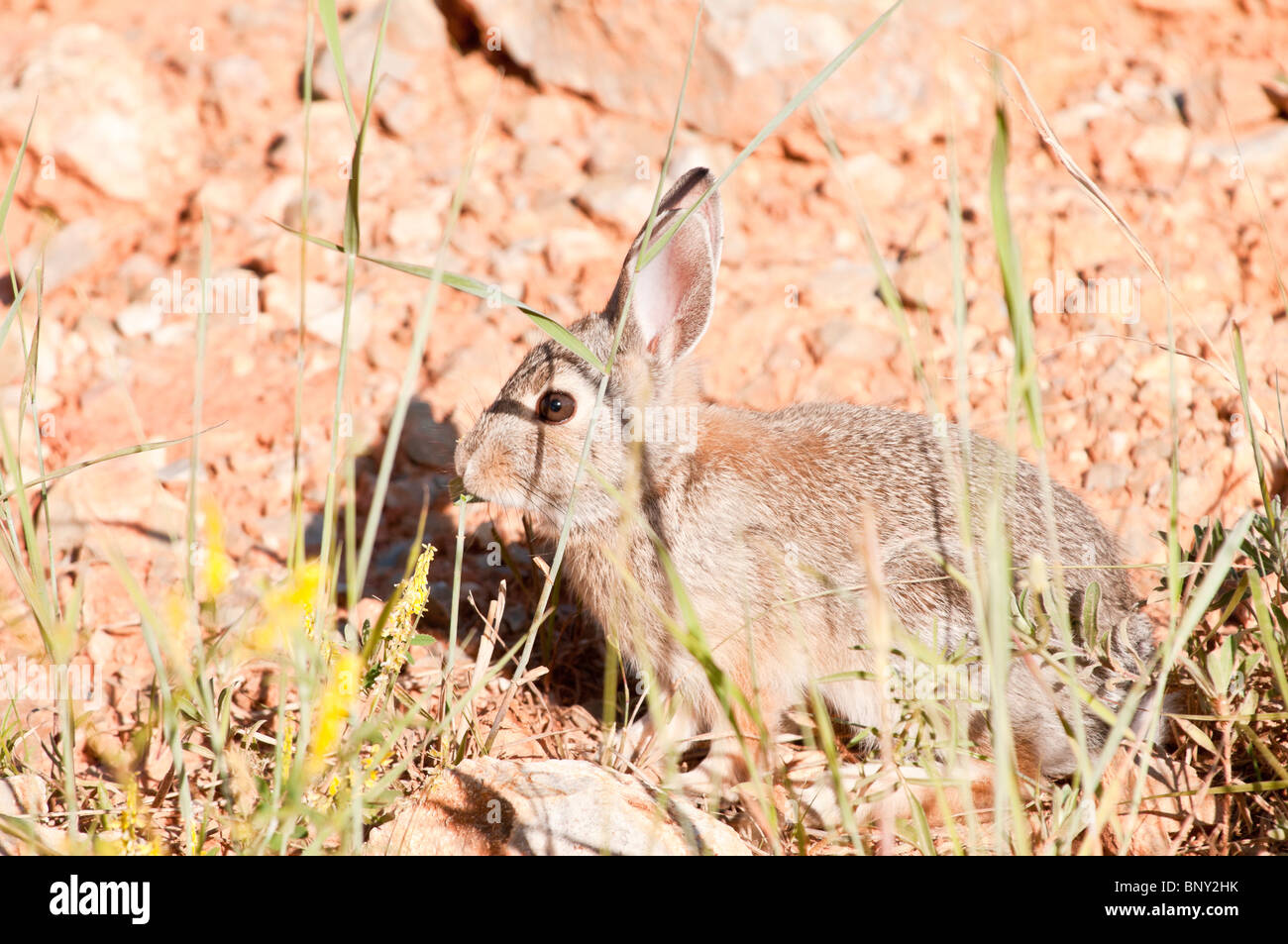 Desert cotton tail hi-res stock photography and images - Alamy