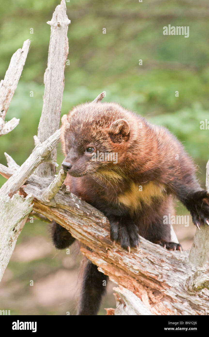 Fisher, Martes pennanti, Minnesota, USA Stock Photo - Alamy