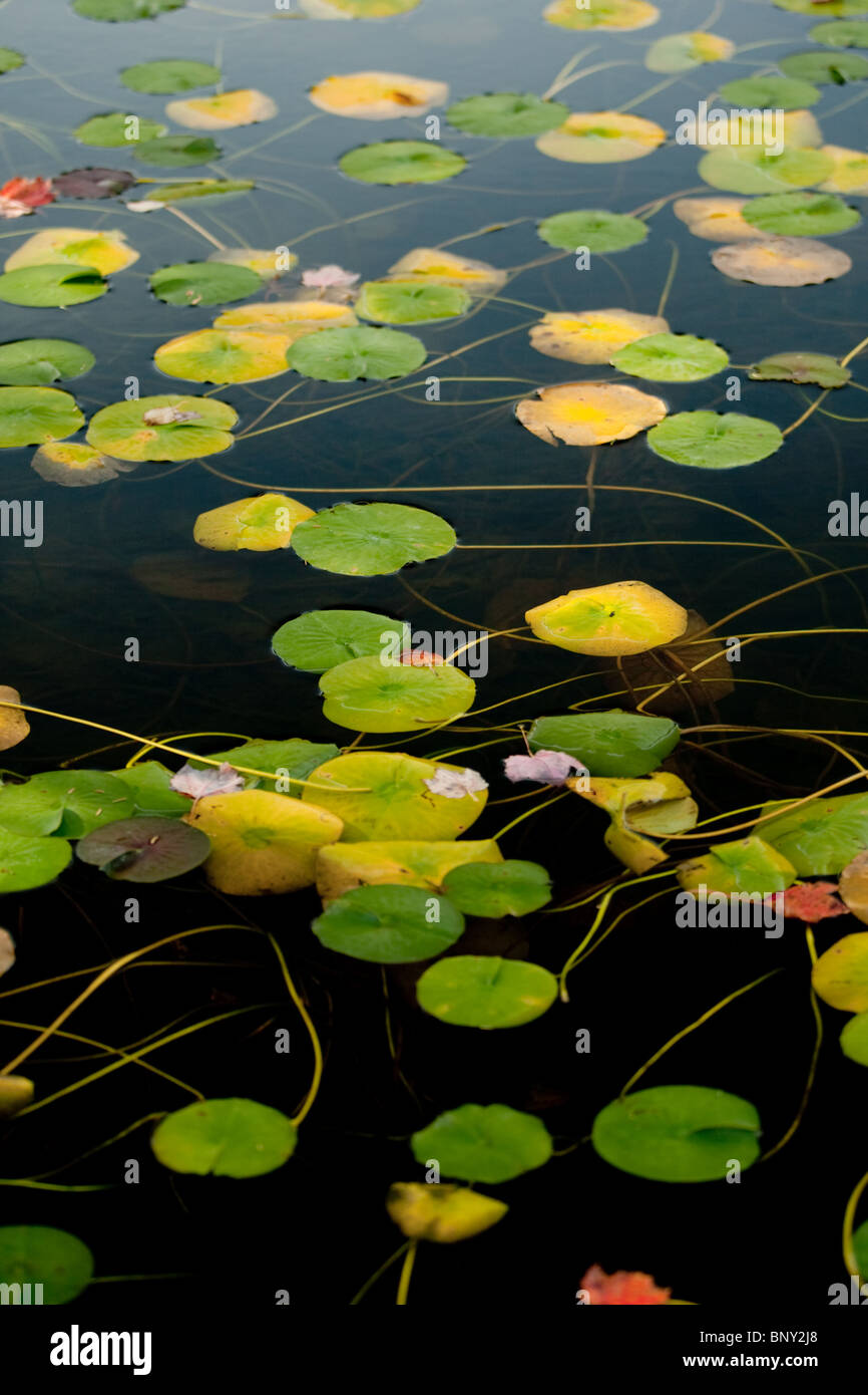 Lily Pads, Little Long Pond, Acadia National Park, Maine, USA Stock ...