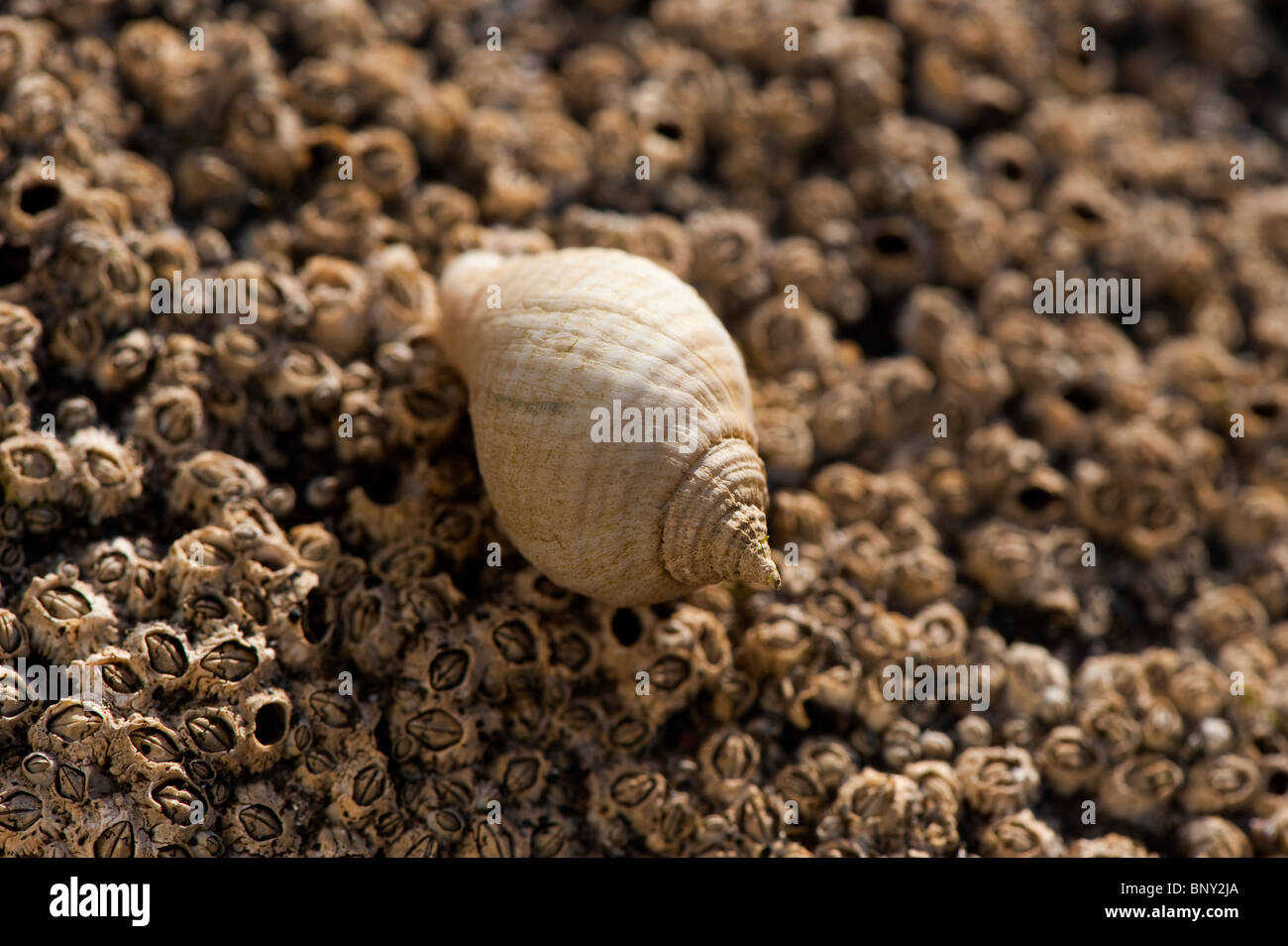Nucella lapillus hi-res stock photography and images - Alamy