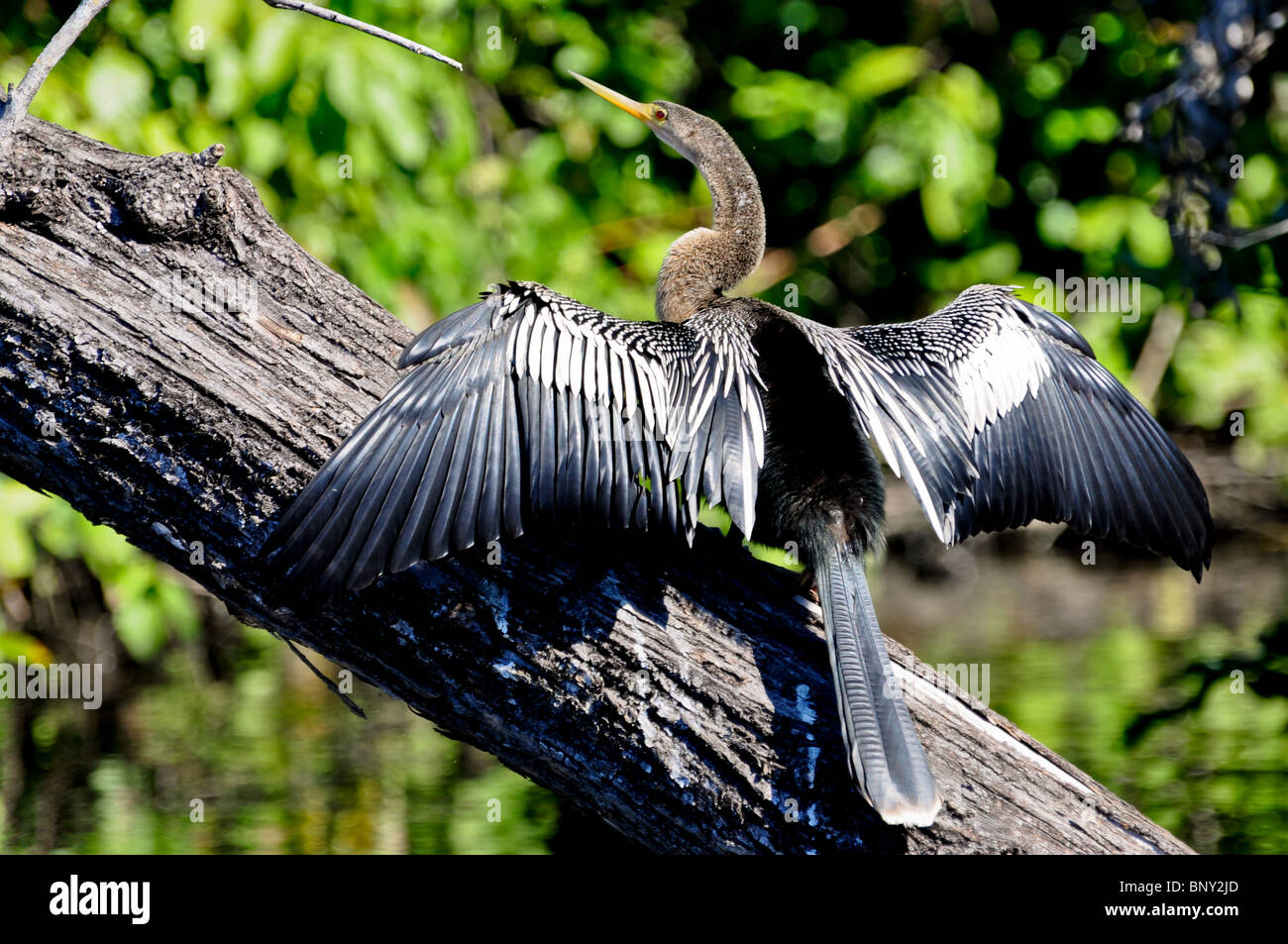 Anhinga drying wings Stock Photo - Alamy