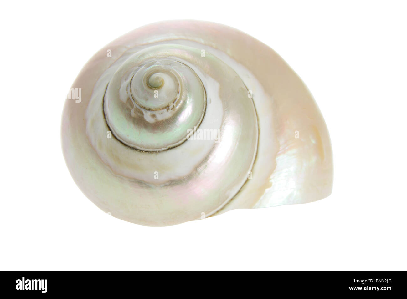 White sea shell hi-res stock photography and images - Alamy