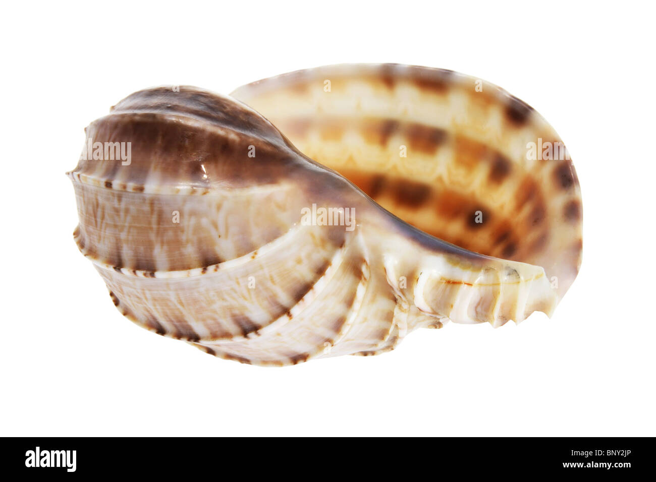 Conch Seashell High Resolution Stock Photography and Images - Alamy