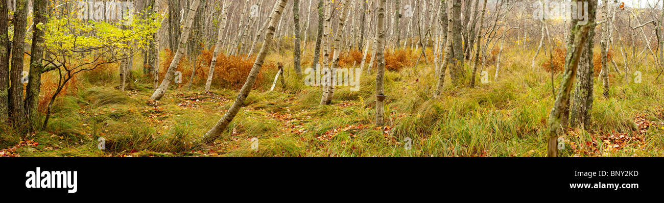Paper birch trees panoramic hi-res stock photography and images - Alamy