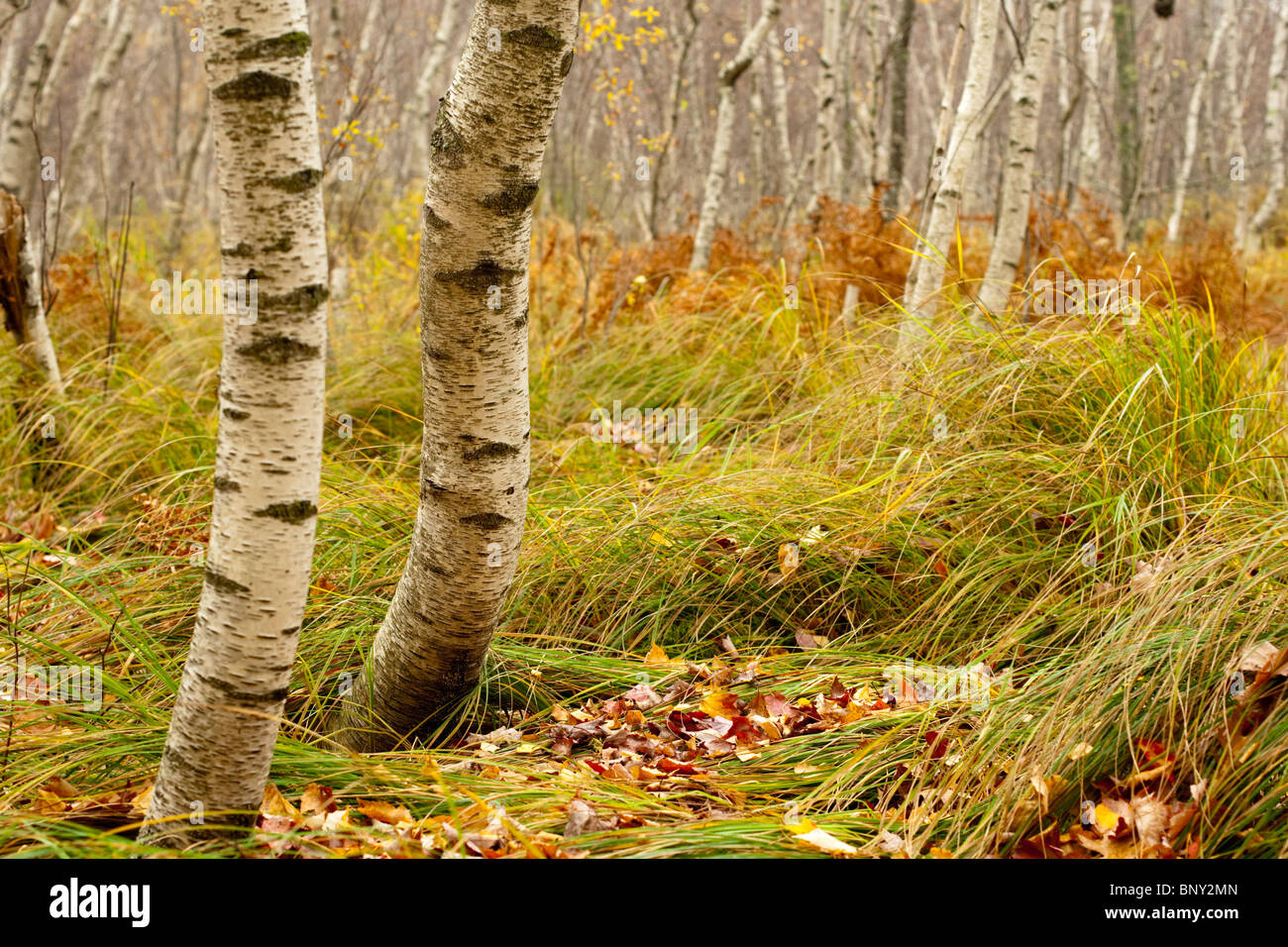 Paper Birch Trees, Sieur De Monts, Acadia National Park, Maine, USA ...