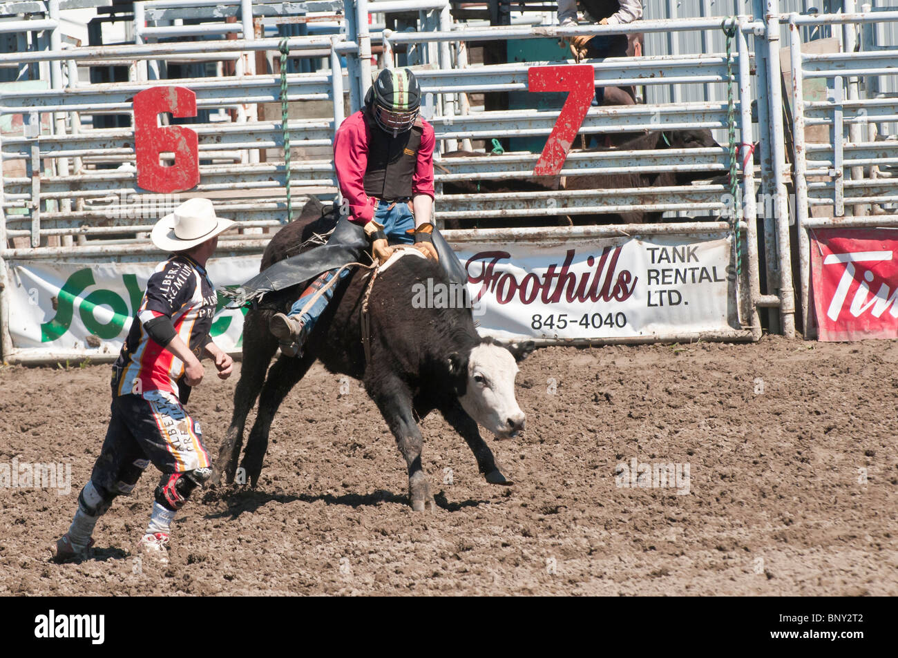 Junior steer riding, Rocky Mountain House Rodeo, Rocky Mountain House ...