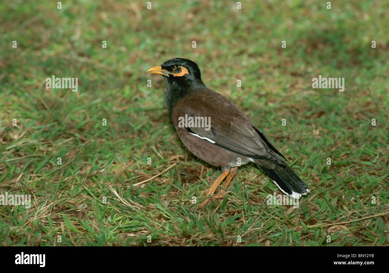 Winged myna hi-res stock photography and images - Alamy