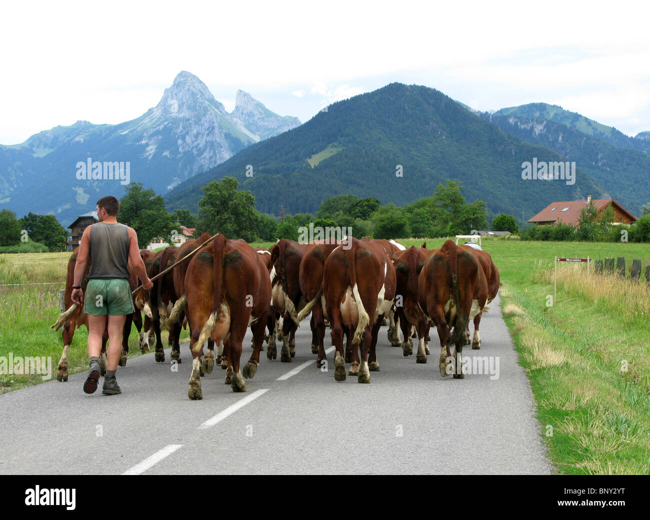 Herding cows hi-res stock photography and images - Alamy